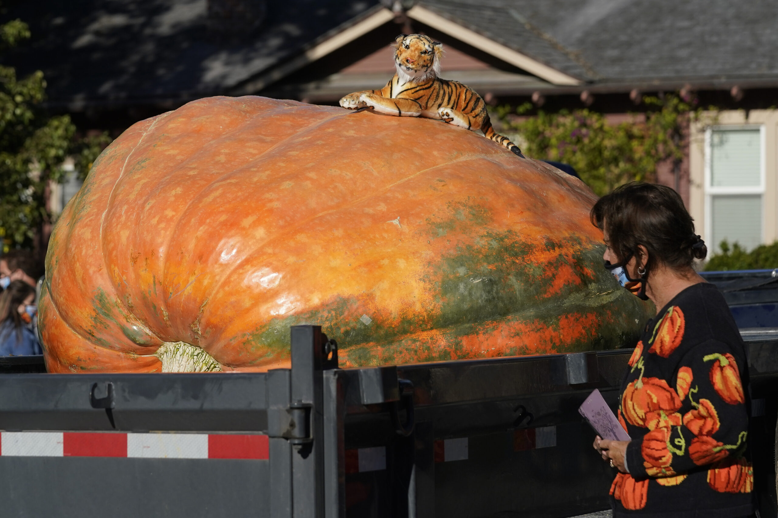 A Wisconsin Farmer's Giant-Sized Pumpkin Disqualified From Pumpkin ...