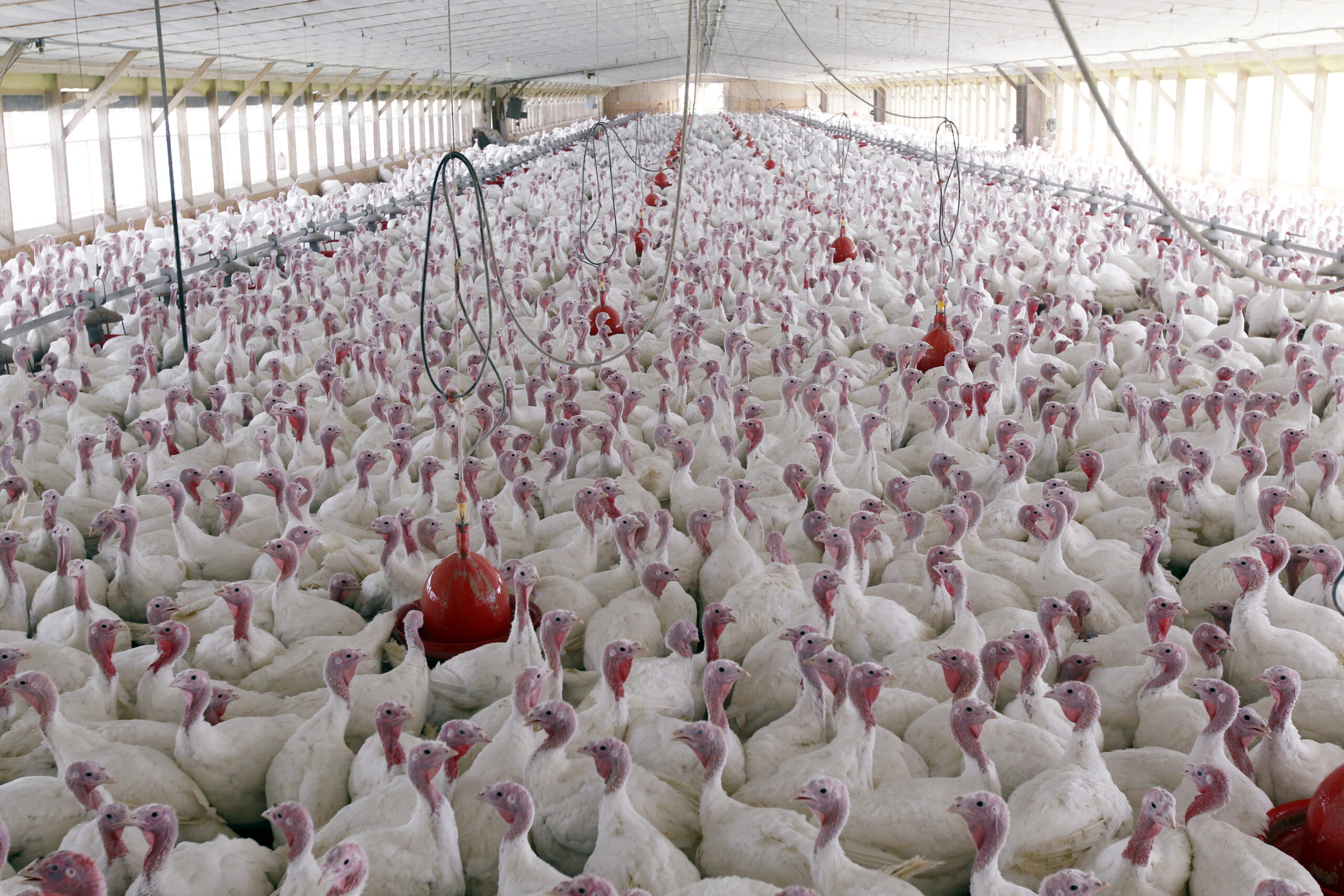 PETA Recirculates a 20-Year-Old Video About Bad Treatment of Turkeys - KQ98