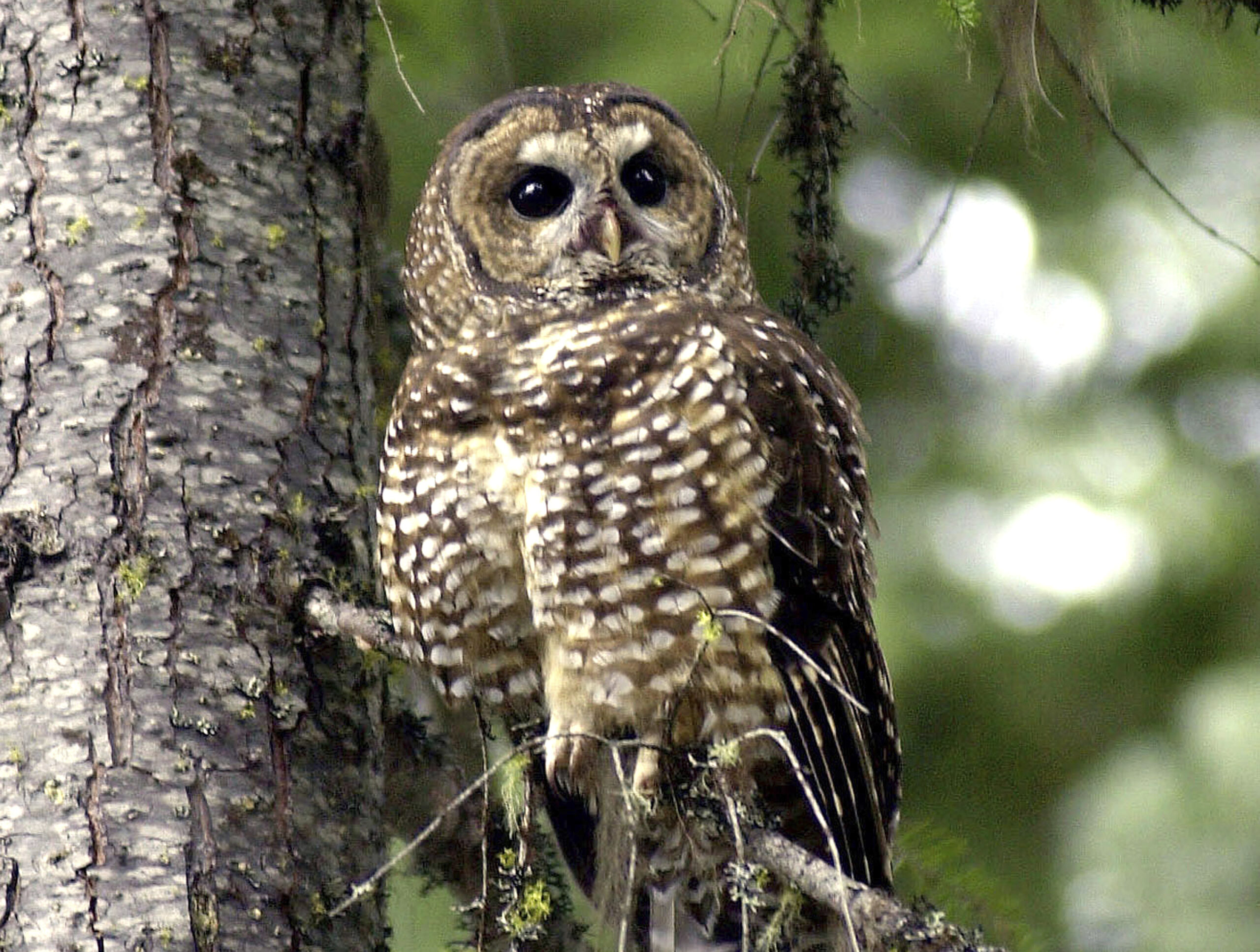 See Owls Up Close and Personal This Weekend - KQ98